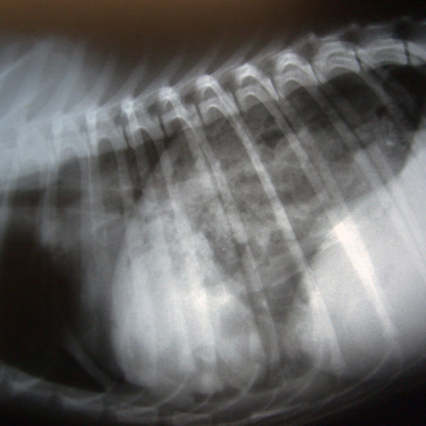 Centro de Tratamento Veterinário | CtVet Chique Dog | Águas Claras DF